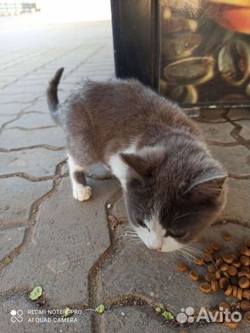 Красивый чистенький котенок