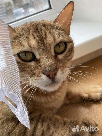 Оцикет ищет своих мампап