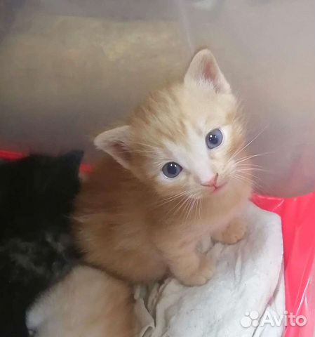 Возьмите котеночка