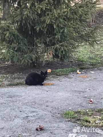Черныш мальчик котенок в добрые руки