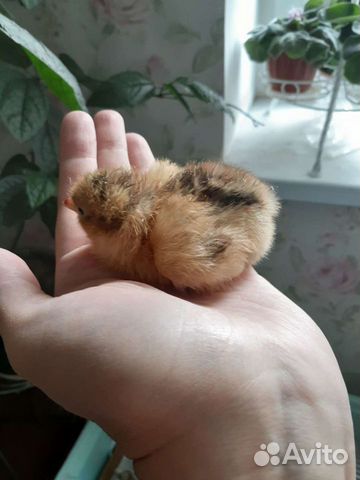 Цыплята кучинские юбилейные/ инкуб.яйцо