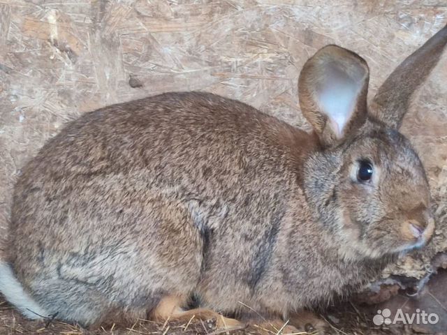 Продаются кролики