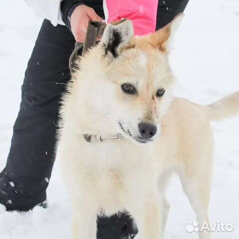 Собачки из приюта в добрые руки