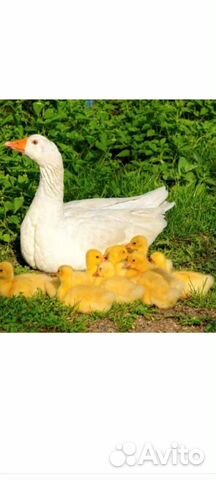Гусята суточные