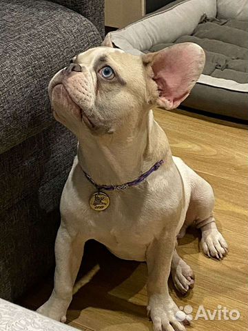Французский бульдог кабель вязка