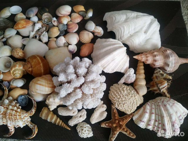 Коралл и ракушки