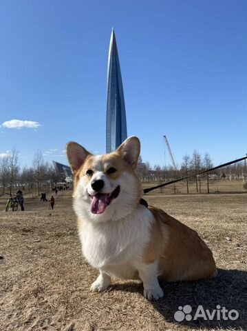 Вельш-корги пемброк вязка