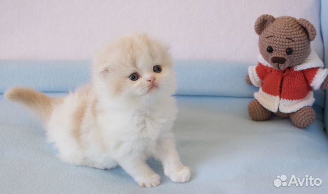 Породистый котенок вислоухий