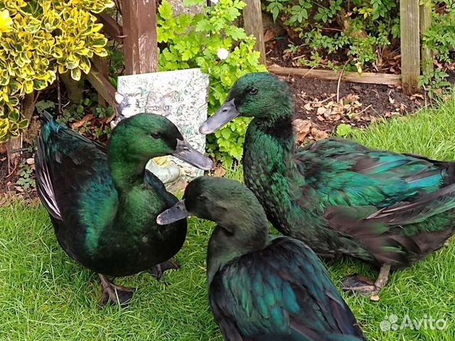 Утки самцы породы каюга