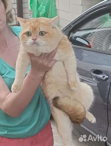 Кот Bri ny12, вязка