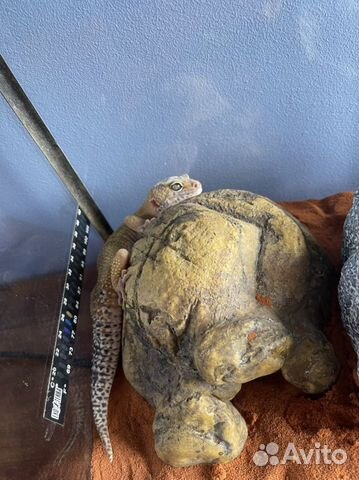 Геккон эублефар с террариумом