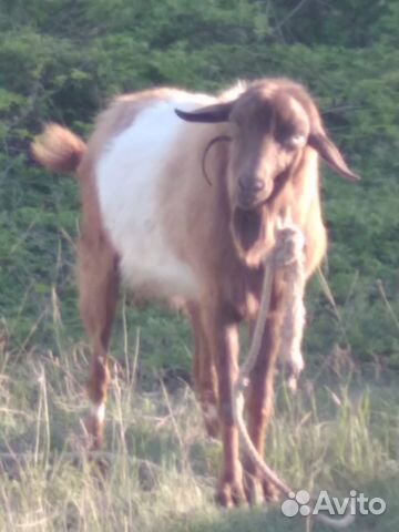 Продаётся племенной козел
