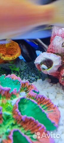 Сом платидорас