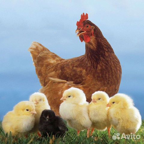 Цыплята суточные