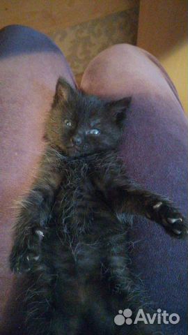 Черный котенок в добрые руки дар бесплатно