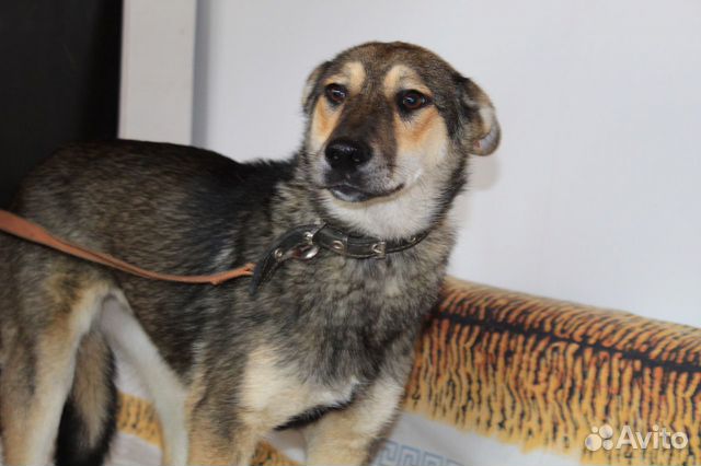 Симона в поисках семьи