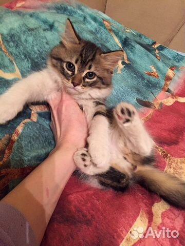Котята девочка и мальчик