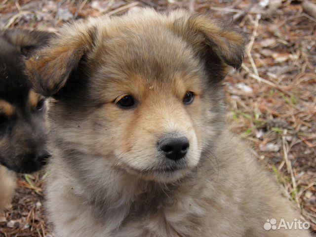 Щенок. Мальчик. 2 месяца