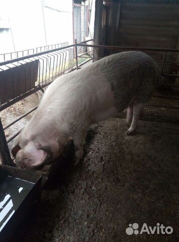 Свинья дюрок-ландрас