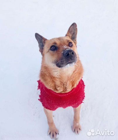 Настоящий друг