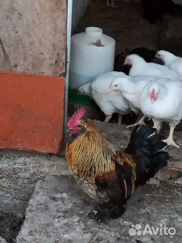 Молодые куры и петухи