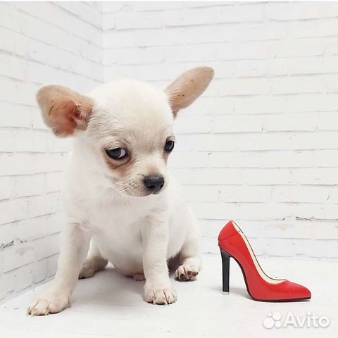 Чихуахуа крупный мальчик, щенки