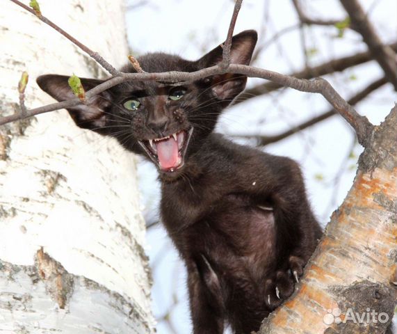 Ориенталы, котята
