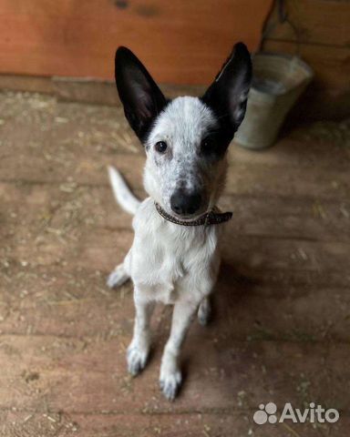 Молодая и красивая собака в дар бесплатно