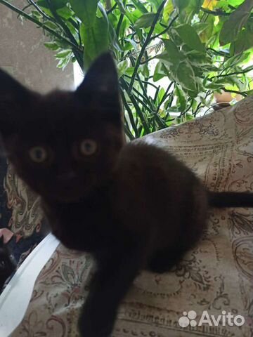 Кошка в дар