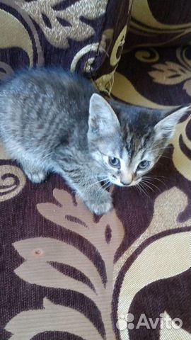 Малышка Артемида ищет дом