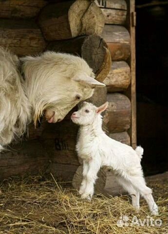 Зааненская дойная коза