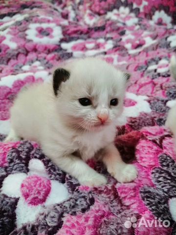Котята породы рэгдолл