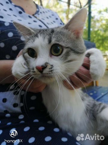 Котик Васёк в добрые руки