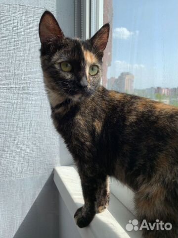 Кошечка стерилизованная 5. 5 месяцев