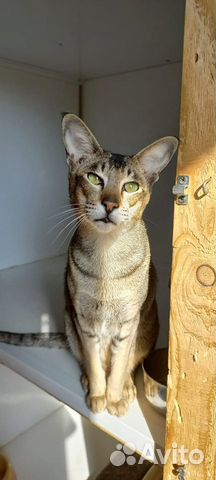 Восточный красавец