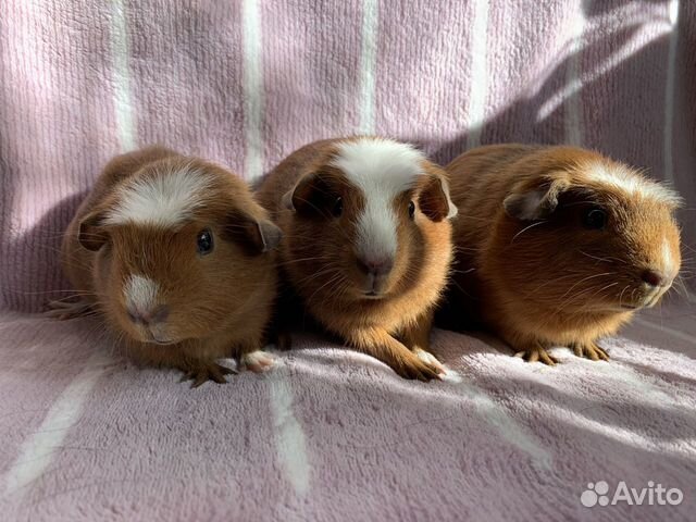 Морские свинки крестед цветной