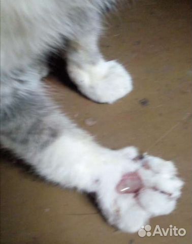 Котик ждёт друзей