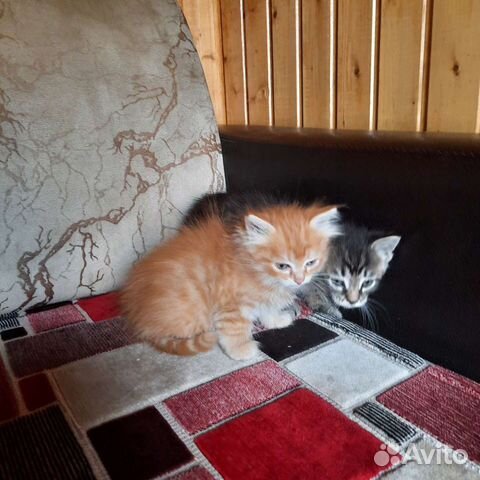 Котята отдам бесплатно