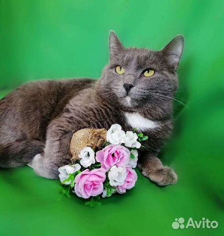 Кот Ральф