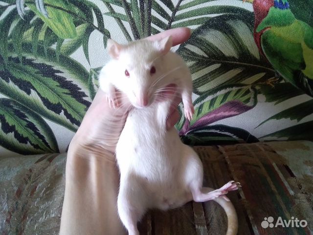 Белая крыса милая