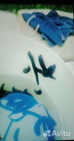 Пиявка медицинская