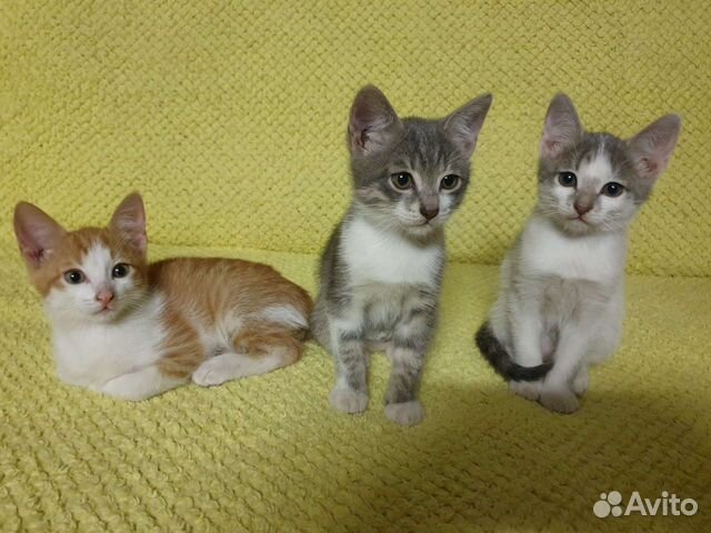 Котята-мышеловки