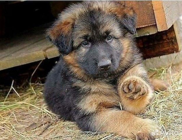 Овчарки -щенки рабочего разведения