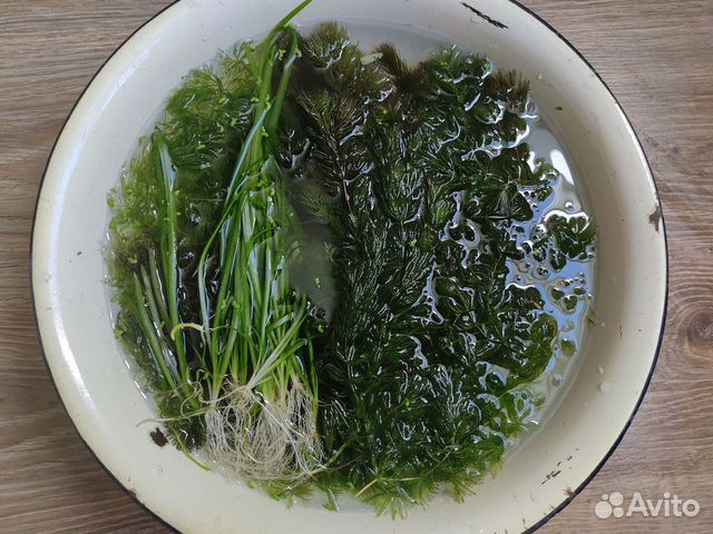 Аквариумные растения прополка