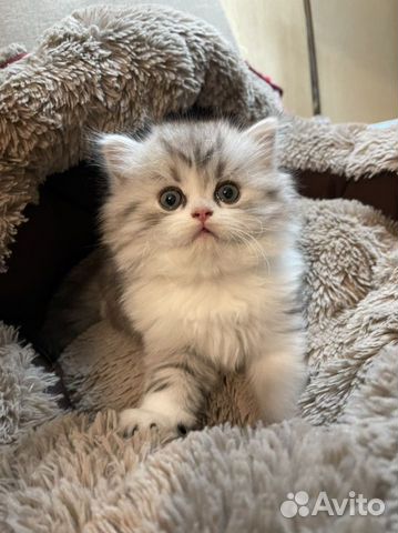 Котенок пушистик мальчик 1.5 мес