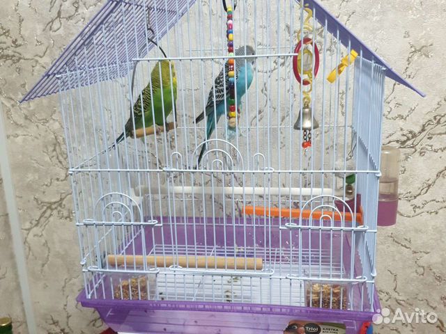 Домашние животные попугаи