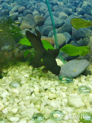 Золотая Рыбка Телескоп