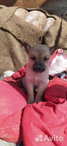 Щенки ищут родителей