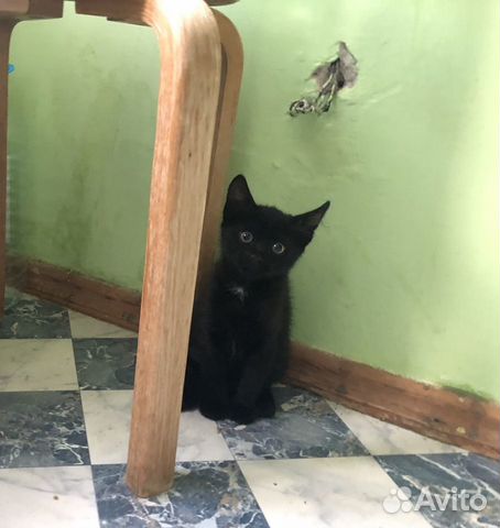Отдам котенка в хорошие руки бесплатно