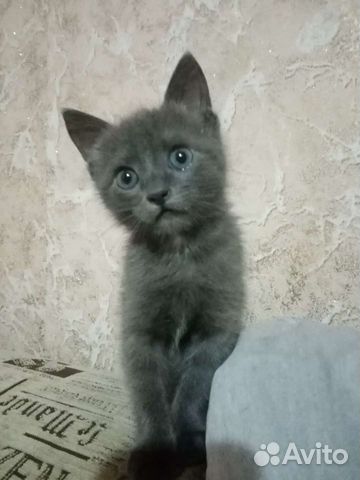 Котенок мальчик серый